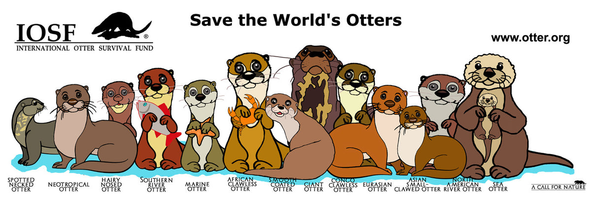 IOSF "Save the World's Otters" window sticker – IOSF Otter Shop