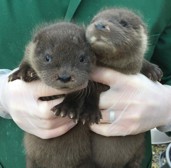 IOSF's latest arrivals – IOSF Otter Shop