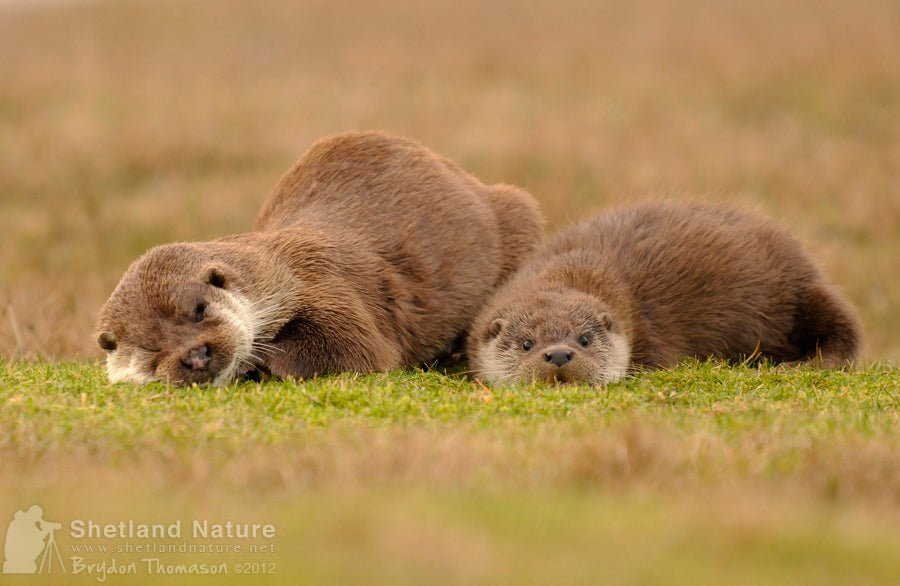 Continue as an IOSF Supporter – IOSF Otter Shop