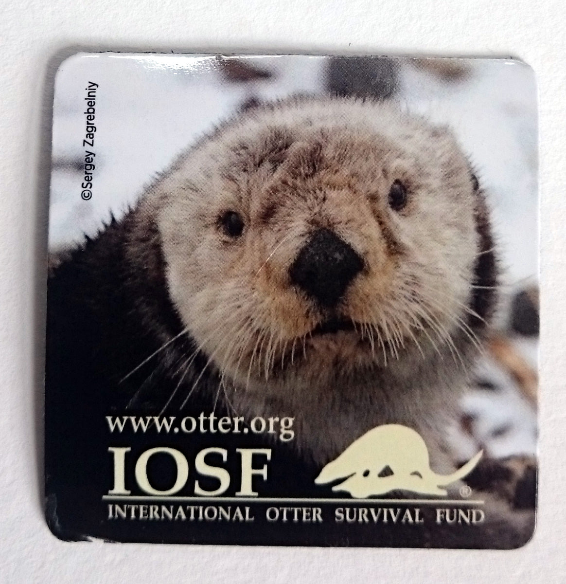 IOSF otter magnet – IOSF Otter Shop